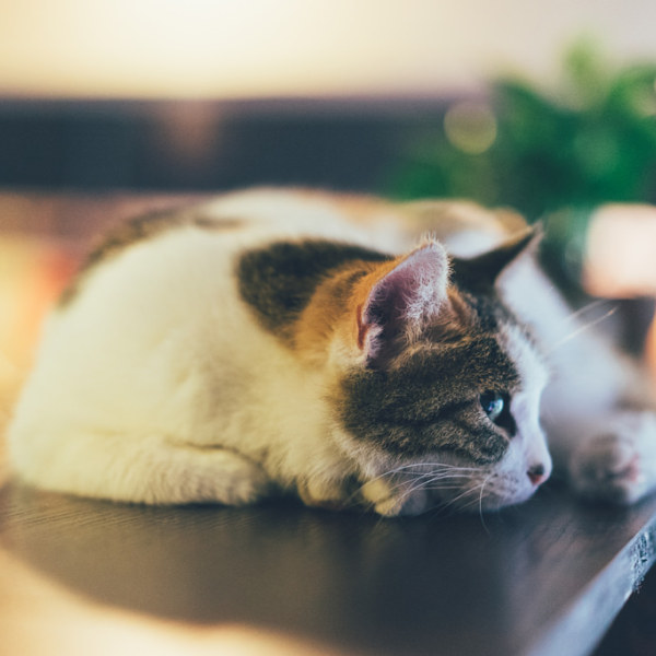 angel_poli_lee | StreetVoice 街聲 - 最潮音樂社群