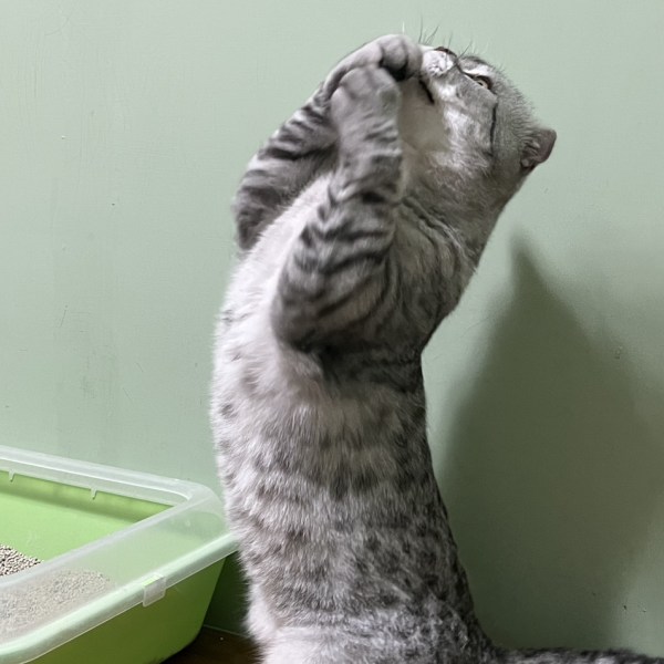 dcxx | StreetVoice 街聲 - 最潮音樂社群